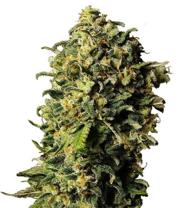 Buy Auto Haze - Cannabis Seeds by GEASEEDS from ECOMMERCE AND QUALITY ...